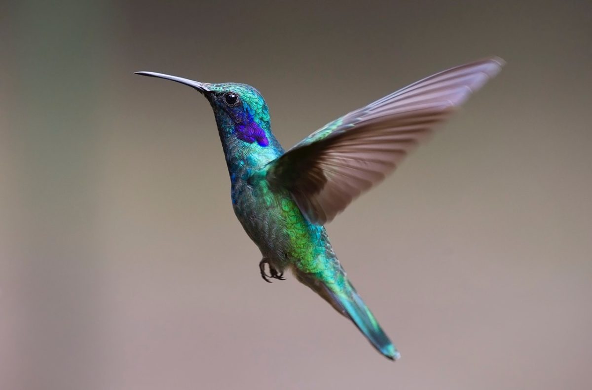 Compress Images Programmatically With Filestack And React